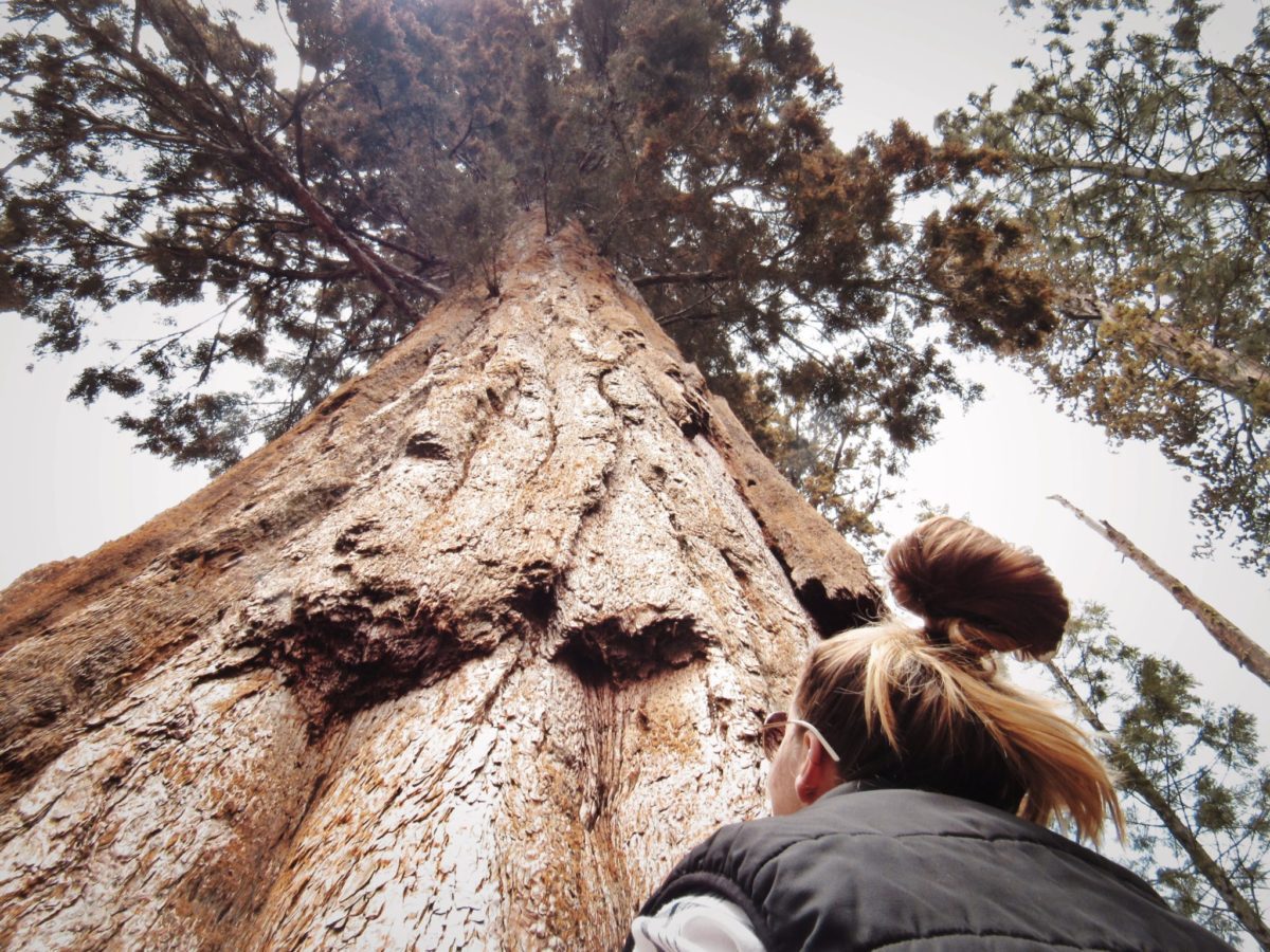 Redwoods vs Sequoia: Which National Park Should You Visit? – Cassie's ...