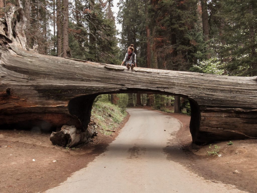 3 Ways to Get from Fresno to Sequoia National Park – Cassie's Compass
