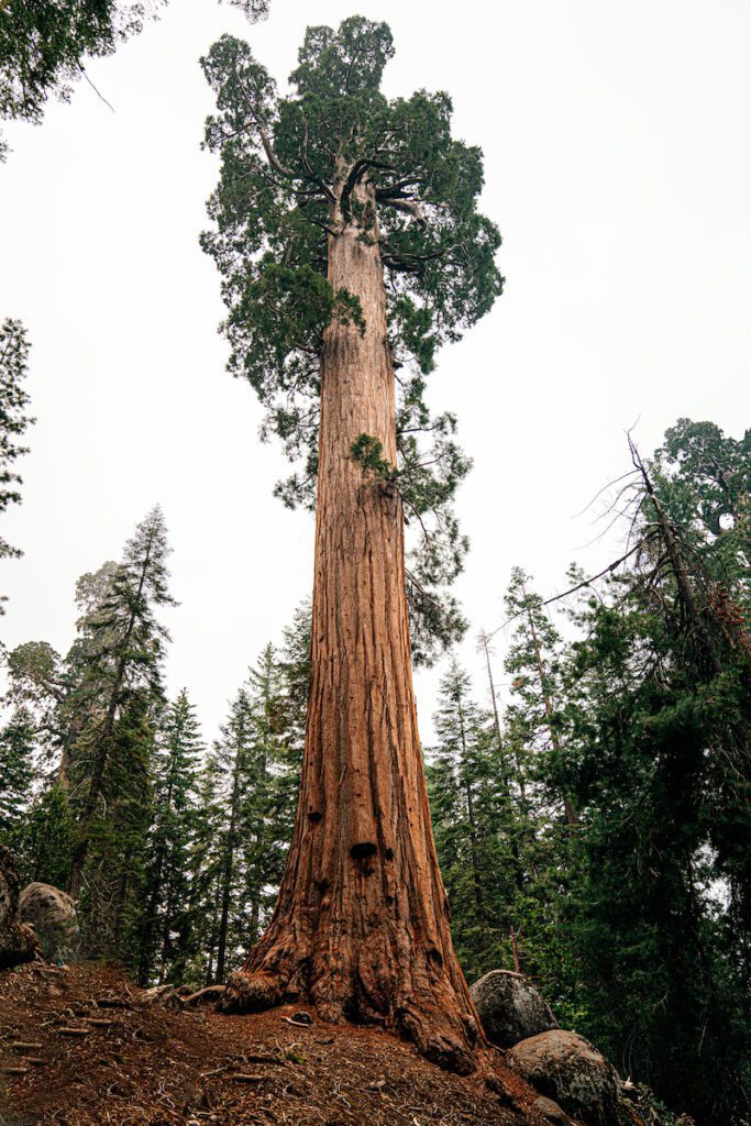 3 Ways to Get from Fresno to Sequoia National Park – Cassie's Compass